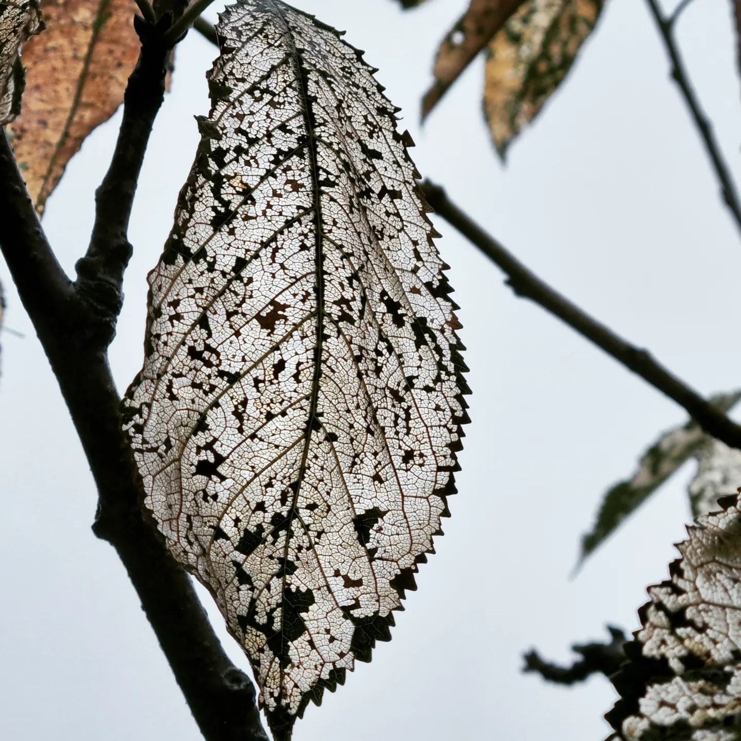 Penny Reilly Artist Beyond the Gate – Artist, Author, Bard, Rural Life…